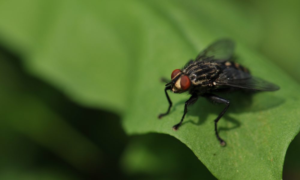 Les 10 meilleurs tue-mouches électriques de 2025 • Décideur